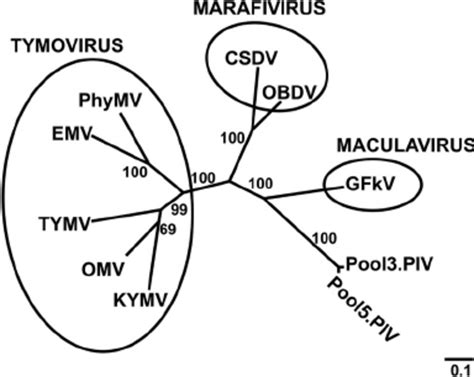 Two Novel Bacteriophage Sequences Identified In Different Pools