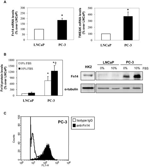 Fn14 Expression In Human Prostate Cancer Pc 3 And Lncap Cell Lines A Download Scientific