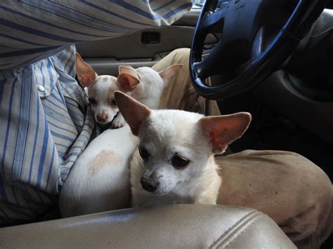 Two White Chihuahuas In Car With Pillows