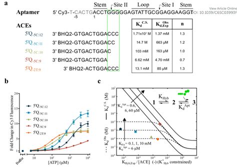 Results And Analytical Modeling Of A Solution Based Fret Assay For 5 Download Scientific