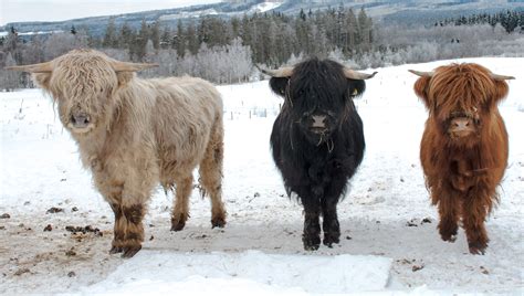 Exploring The Highland Cows Of Scotland