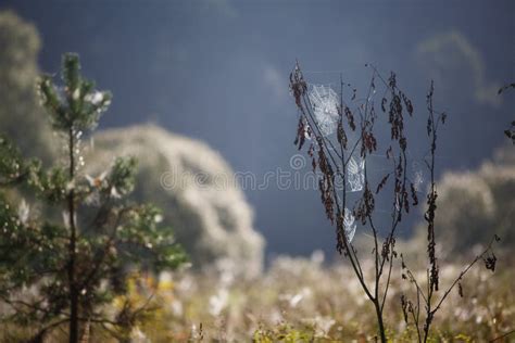 Grass And Branches Stock Photo Image Of Landscape