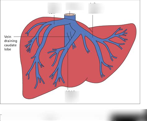 Diagram Of Hepatic Veins Quizlet