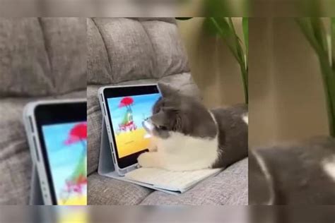 萌宠迷惑瞬间第期这猫咪的回头你有被萌到吗猫咪的迷惑行为猫咪萌宠推荐官 猫咪 行为 瞬间