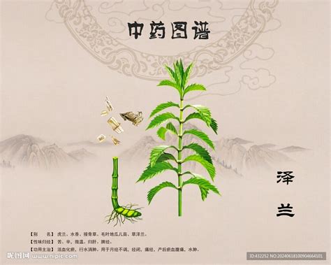 泽兰设计图 传统文化 文化艺术 设计图库 昵图网