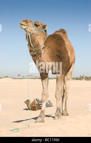 Saddled Dromedary Camel Sitting On The Sand In The Sahara Desert At