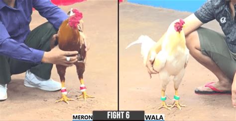 Chú Lũy Tung Cọp Ra Lùa 1 Phát Hơn Nửa Tỷ Trận 6 Cpc3 16 2 2025