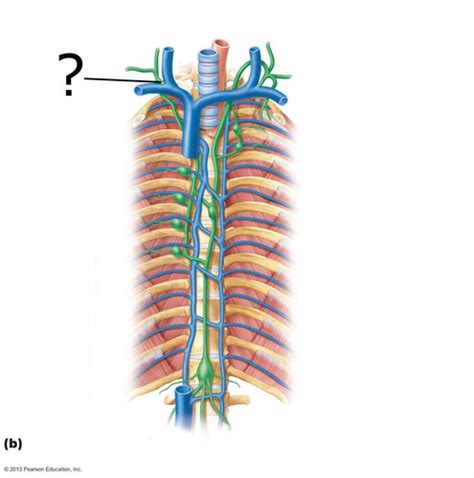 Lymphatic System Lab Flashcards Quizlet