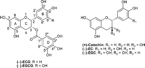 Chemical Structures Of Major Tea Catechins Download Scientific Diagram