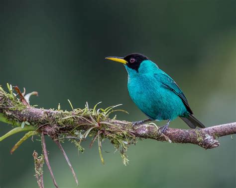 Honeycreeper Hd Wallpapers