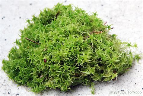Growing Sphagnum Moss