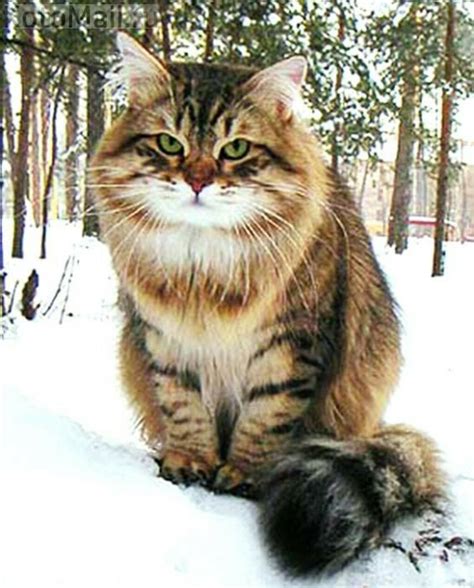 Сибиряк кот 78 фото