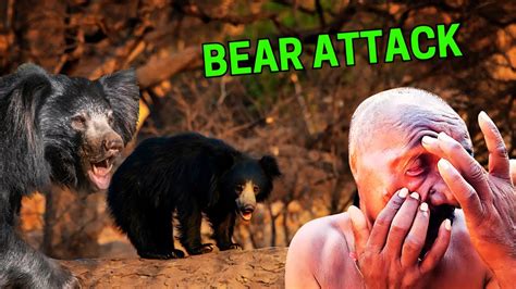 Sloth Bear Attack Watch Video Of A Sloth Bear Aggressively Charging