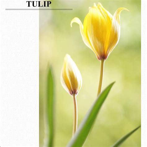 Mitsuko Taguchimitsukotaguchi • Instagram写真と動画 写真