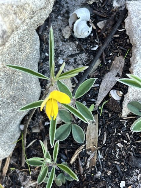 Moon Silverpod From Overberg District Municipality South Africa On April 29 2024 At 11 21 Am