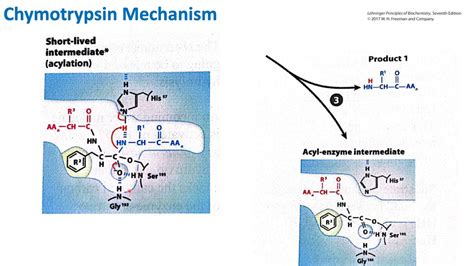 Structure Of Chymotrypsin