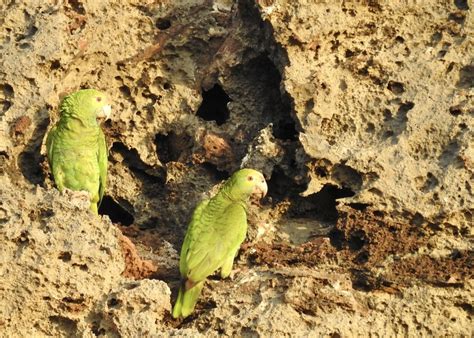 How Arubas National Park Is Saving A Locally Extinct Parrot