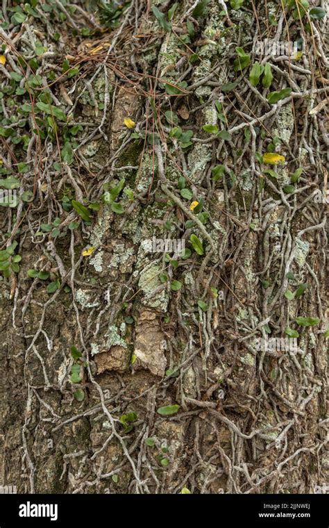 Tree Bark With Bindweed Texture Background Stock Photo Alamy