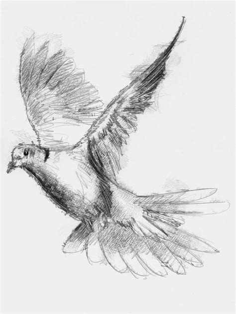 Realistic Dove Drawing At Explore Collection Of