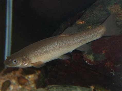 タカハヤの写真｜としとしweb水族館・魚図鑑