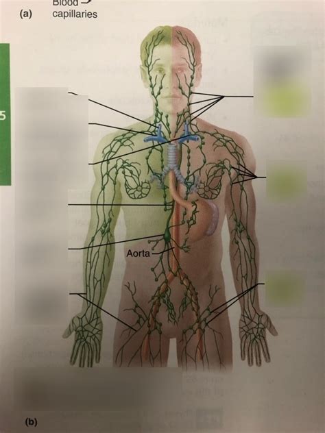 Distribution Of Regional Lymph Nodes Diagram Quizlet