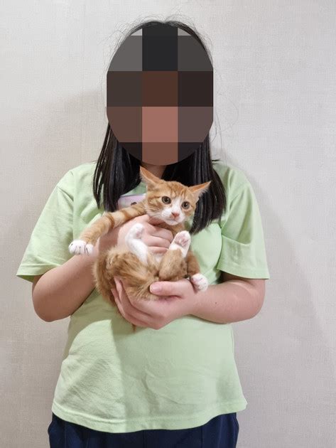 창원 2021 0159 코리안숏헤어 바로 책임분양 포메라니안키우는방법 말티즈키우는방법 말티푸키우는방법 푸들키우는방법 먼치킨키우는방법 랙돌키우는방법 브리티쉬숏헤어키우는방법