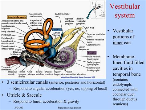 Ppt Vestibular System Powerpoint Presentation Free Download Id2408029