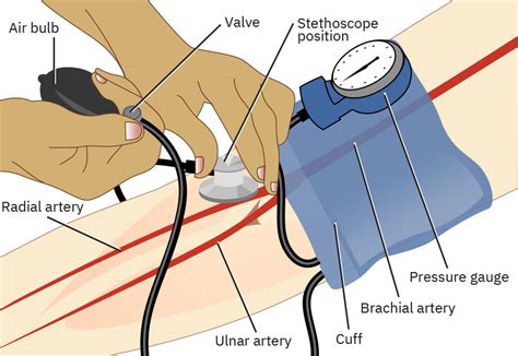 72 How To Perform Vital Signs Medicine Libretexts