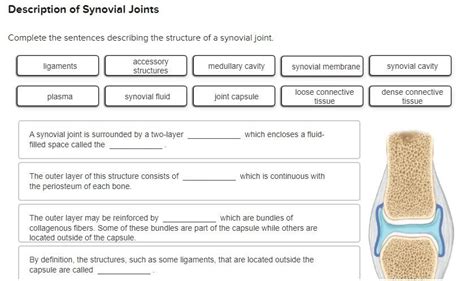 Solved Description Of Synovial Joints Complete The Sentences
