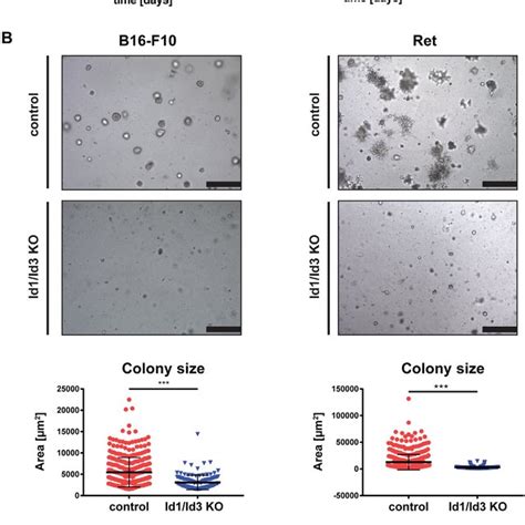 Id1 And Id3 Promote Melanoma Growth A Simultaneous Id1 And Id3 Gene