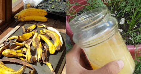 Кората на банана това е тайната на моята градина Листните въшки заобикалят растенията отдалеч