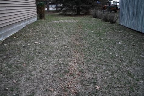 Deer Pose A Problem For Some Baxter Residents Brainerd Dispatch