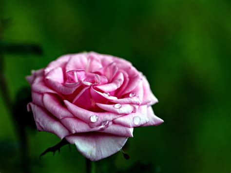 Rose Des Gouttes De Photo Gratuite Sur Pixabay Pixabay
