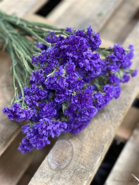 Preserved Purple Statice Bundle Dried Sea Lavender California Grown