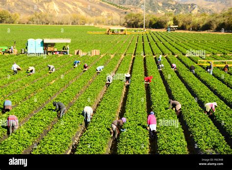 Mexican Migrant Workers Pick Strawberries In Strawberry Fields Near
