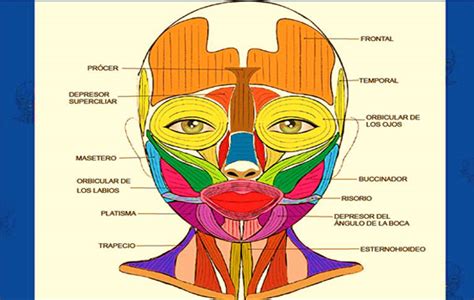 Anatomía De Los Músculos De La Cara Musculos De La Cara Y Sus