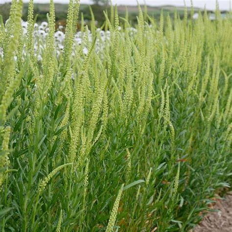 Reseda luteola. Weld. Buí Mór. - True Harvest Seeds Shop