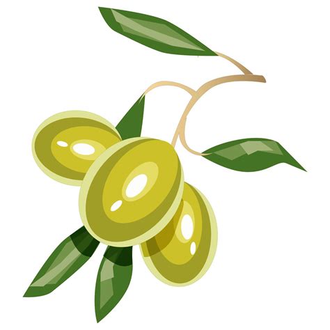 Olive Vector Illustration 12482904 Vector Art At Vecteezy