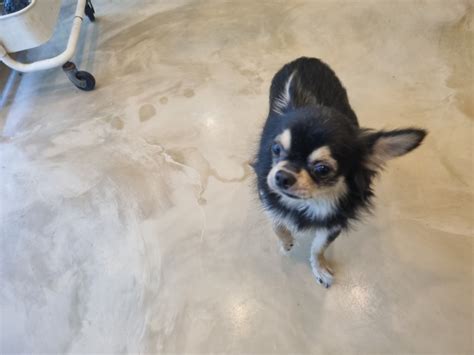 장모치와와 쿠키 포메라니안특징 푸들특징 토이푸들특징 골든리트리버특징 래브라도리트리버특징 닥스훈트특징 도베르만특징 말티치특징 말티폼특징 보더콜리특징 프렌치불독특징 빠삐용특징