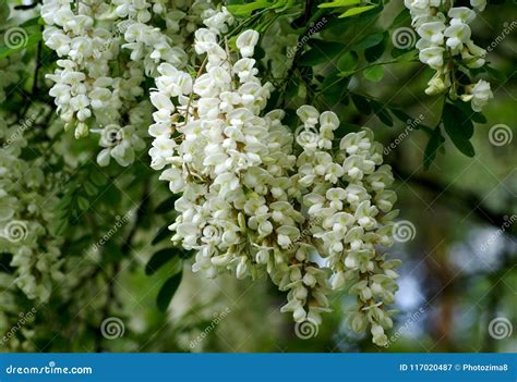 Blossoming Acacia The Symbol Of The Will To Life And Rebirth Stock