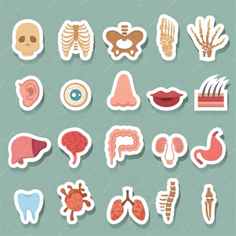 인체 해부학 아이콘 프리미엄 벡터