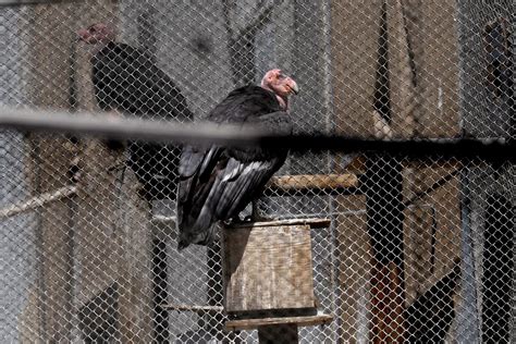 California Condors Will Soon Return To Tribal Lands Los Angeles Times