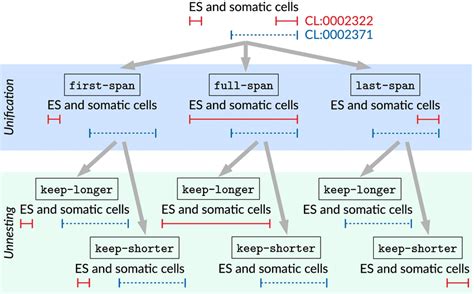 Example Phrase With A Discontinuous Annotation Es Cells” Solid Download Scientific