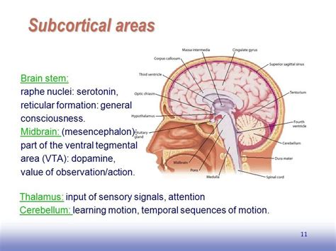 Diagram Of The Subcortical Systems Of The Brain Subcortical