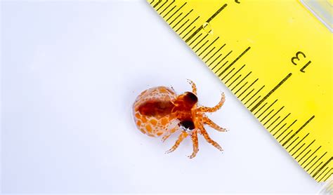 Birch Aquarium Celebrates First Ever Red Octopus Settlement Success