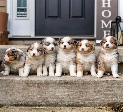 15 Photos Of Mini Aussie Puppies That Make Everyone Fall In Love