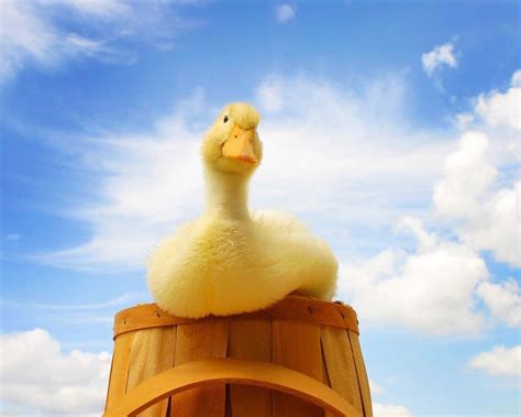 [100 ] Cute Duck Wallpapers