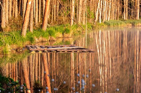 일출 늪 호수 옆의 일몰 풍경 아침 안개 골든 아워 물에 반사 전통적인 늪 호수 식물 0명에 대한 스톡 사진 및 기타 이미지 Istock