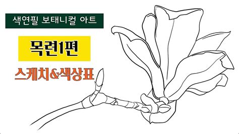색연필기초목련 1편 스케치 And 색상표 보태니컬아트 기초 Botanical Art 형태 잡기 쉬운 목련꽃 Youtube