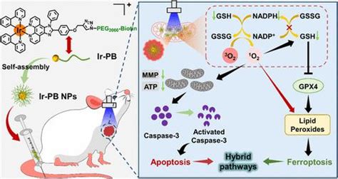 生物素功能化铱基纳米颗粒作为肿瘤靶向光敏剂，增强肿瘤光动力治疗中的氧化损伤acs Applied Nano Materials X Mol